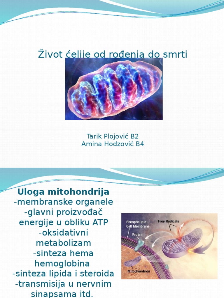 Mitohondrije | PDF