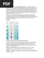 Estadíos Tanner | PDF | Pecho | Testículo