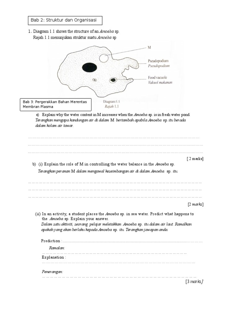 Struktur dan Fungsi Amoeba sp. | PDF | Sains & Matematika
