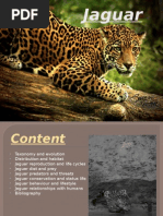 Tiger Anatomy and Skeletal Structure | PDF | Vertebral Column ...
