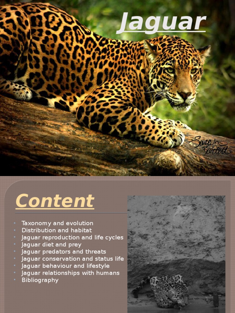Jaguar | PDF | Jaguar | Leopard