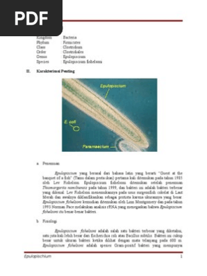 Epulopiscium Fishelsoni