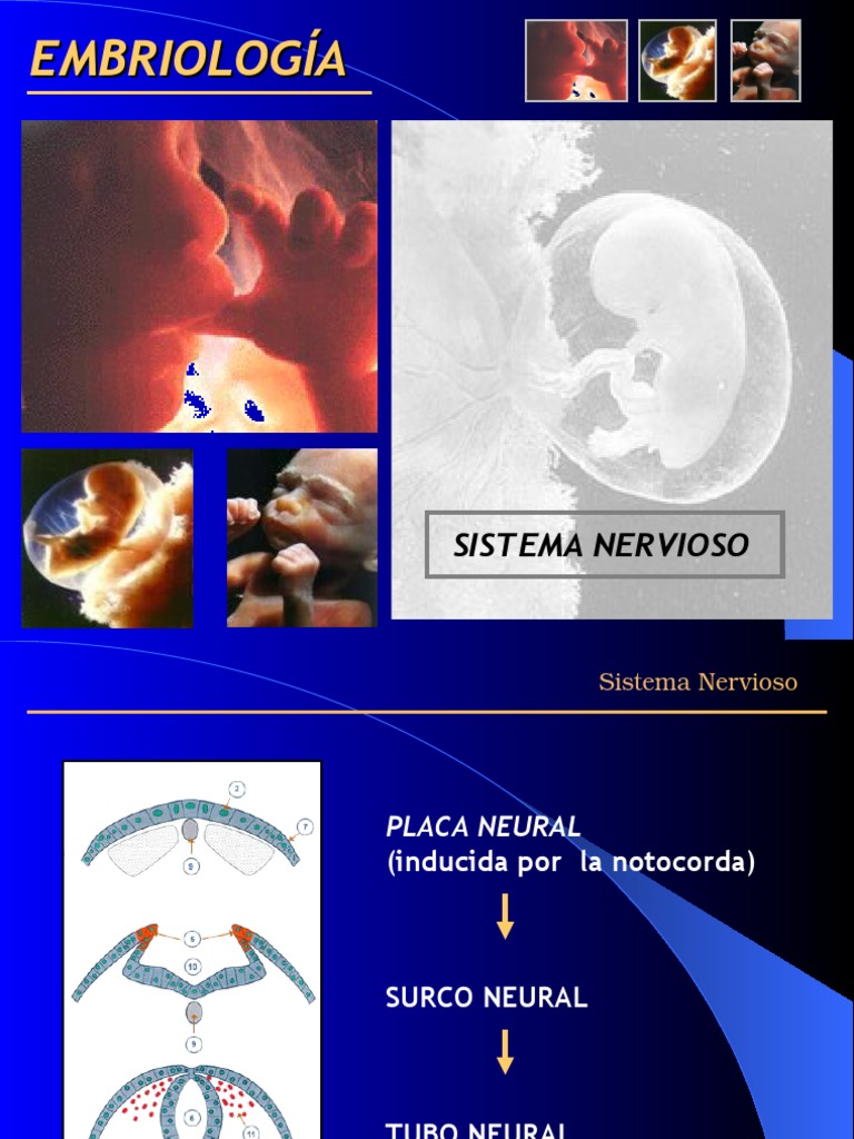 Neuroembriología | Descargar gratis PDF | Neurobiología | Neuroanatomía