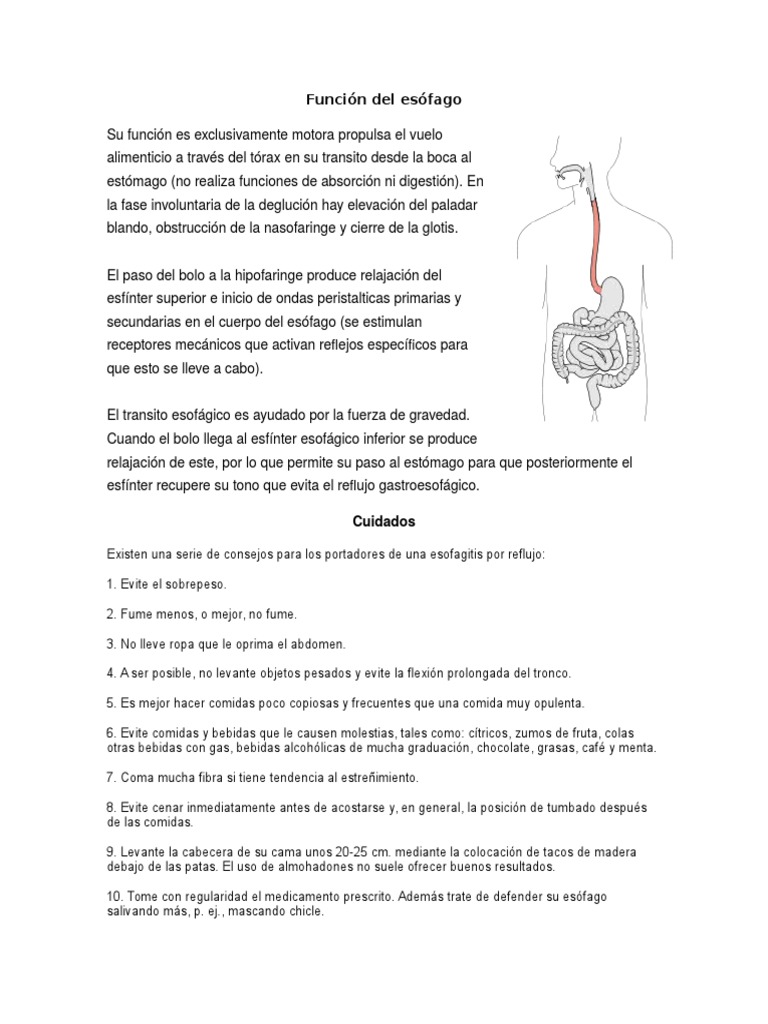 Función Del Esófago | PDF | Esófago | Digestión