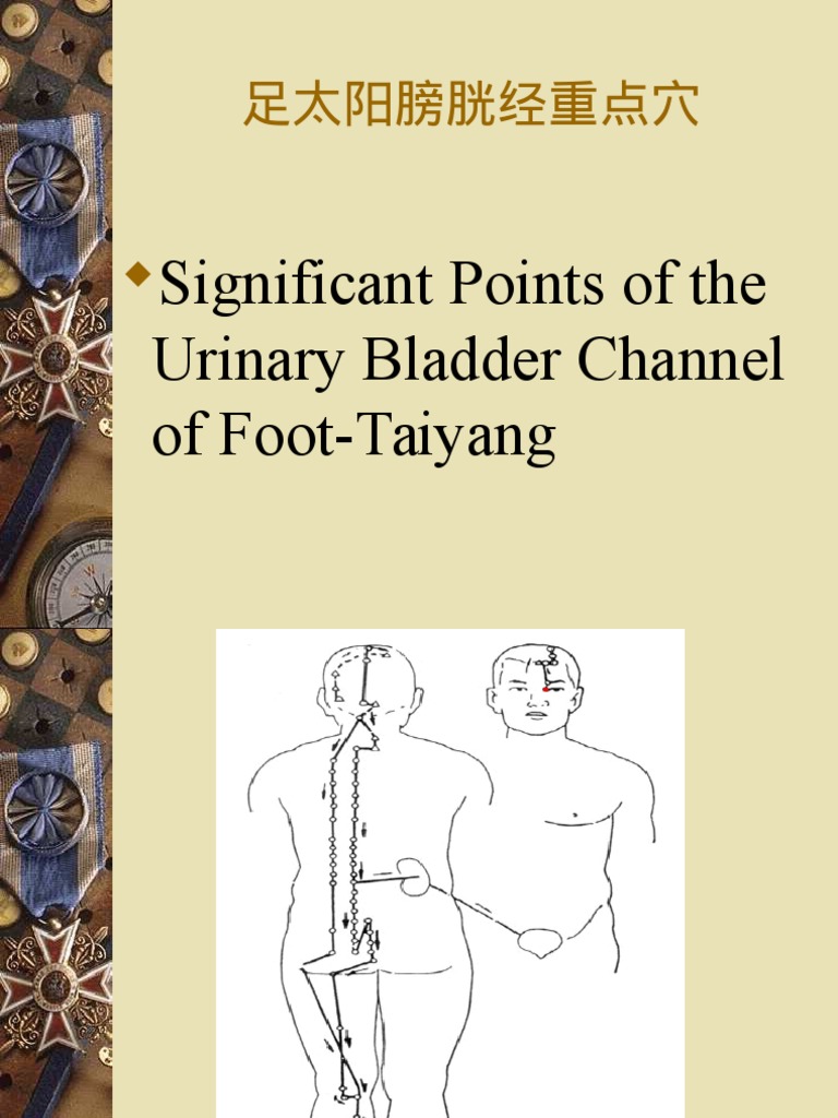 Significant Points of The Urinary Bladder Channel of Foot-Taiyang | PDF ...