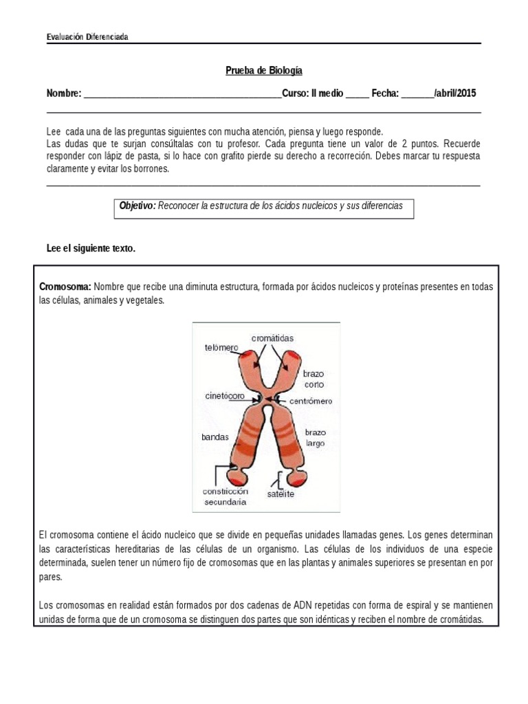 Prueba Adn | PDF | Cromosoma | Adn