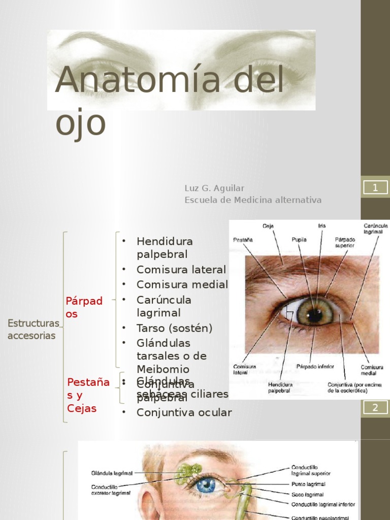 Anatomía del Ojo y Estructuras Accesorias | PDF | Percepción visual | Ojo