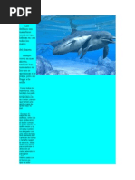 Texto Informativo Los Delfines | PDF