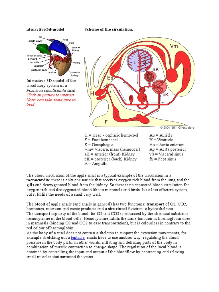Nteractive 3d-Model Scheme of The Circulation:: Pomacea Canaliculata ...
