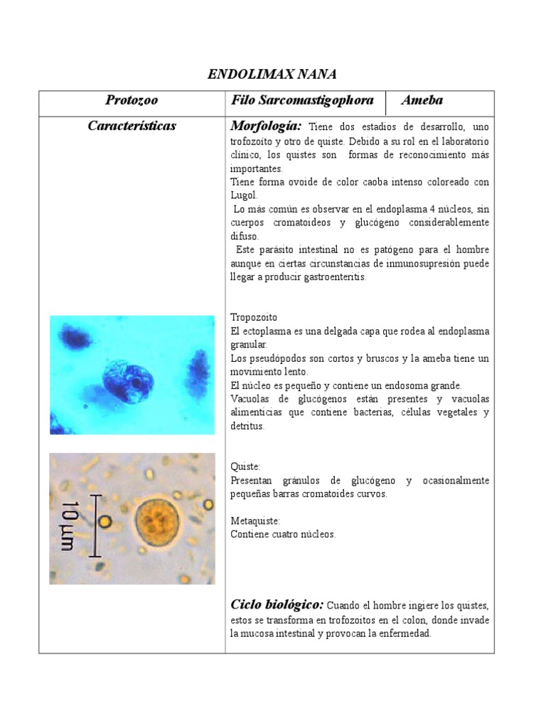 Endolimax Nana | PDF | Biología | Especialidades Medicas