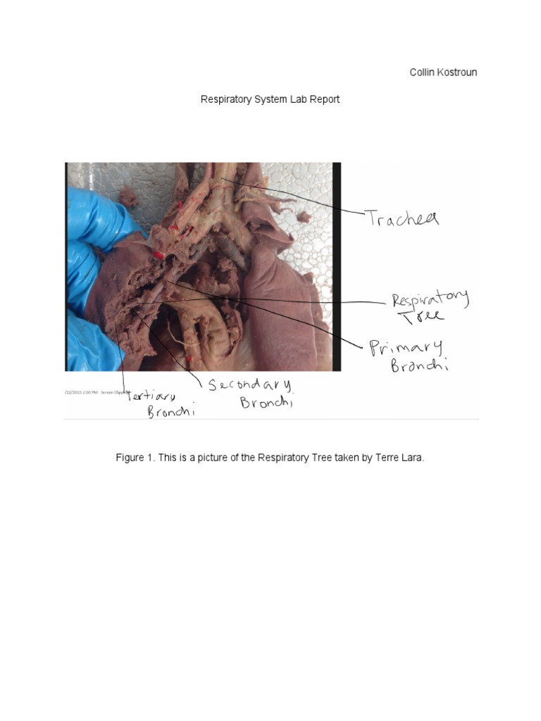 Collin Kostroun Respiratory System Lab Report | PDF