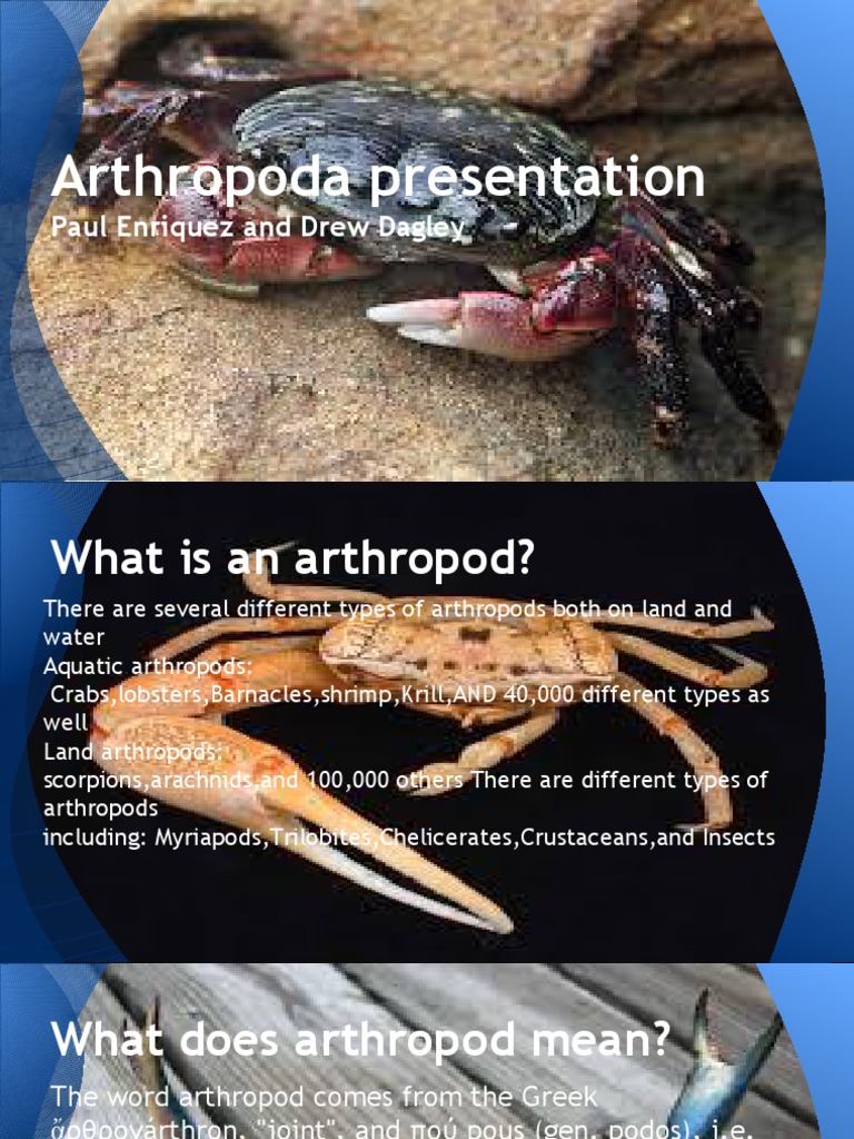 Understanding Arthropods: Types & Meaning | PDF
