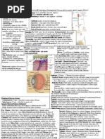 Anatomy - & - Physiology Cheat Sheet | PDF | Bone | Skin