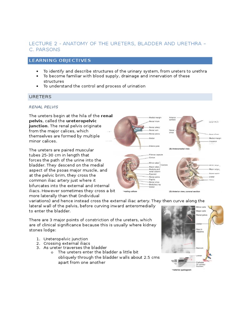 Lecture 2 - Anatomy of the Ureters, Bladder and Urethra | Urinary ...