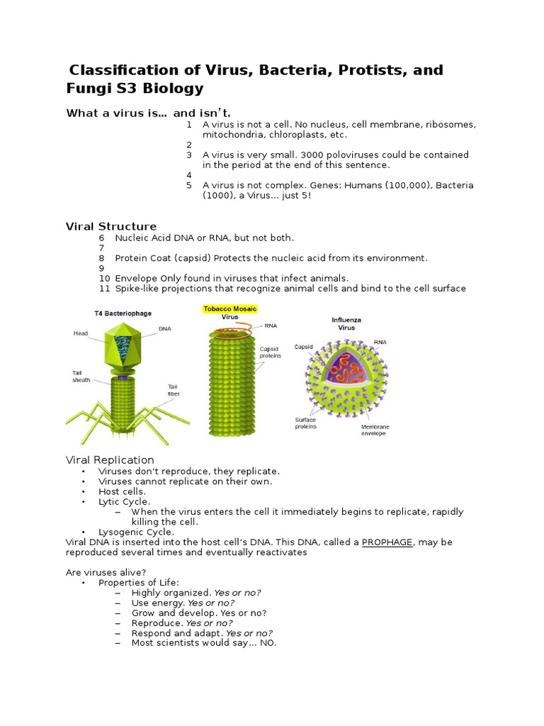 Classification of Virus, Bacteria, Protists, and Fungi S3 Biology | PDF ...