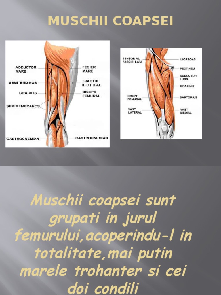 Muschii Coapsei | PDF