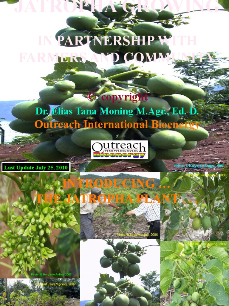 Jatropha Outreach International Presentation | PDF | Sustainability ...