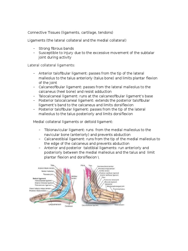 Connective Tissues: Ligaments & Tendons | PDF
