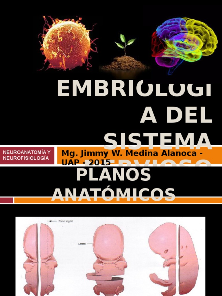 Embriologia Del Sistema Nervioso | PDF | Médula espinal | Implantación ...