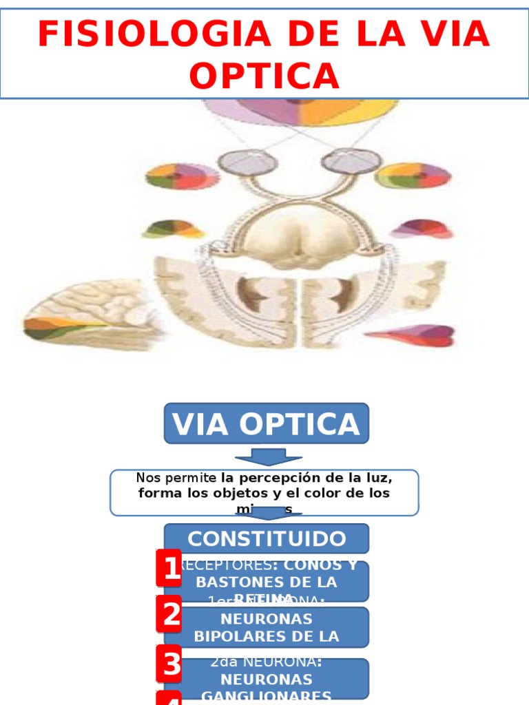 Fisiologia de La Via Optica | PDF | Percepción visual | Zoología