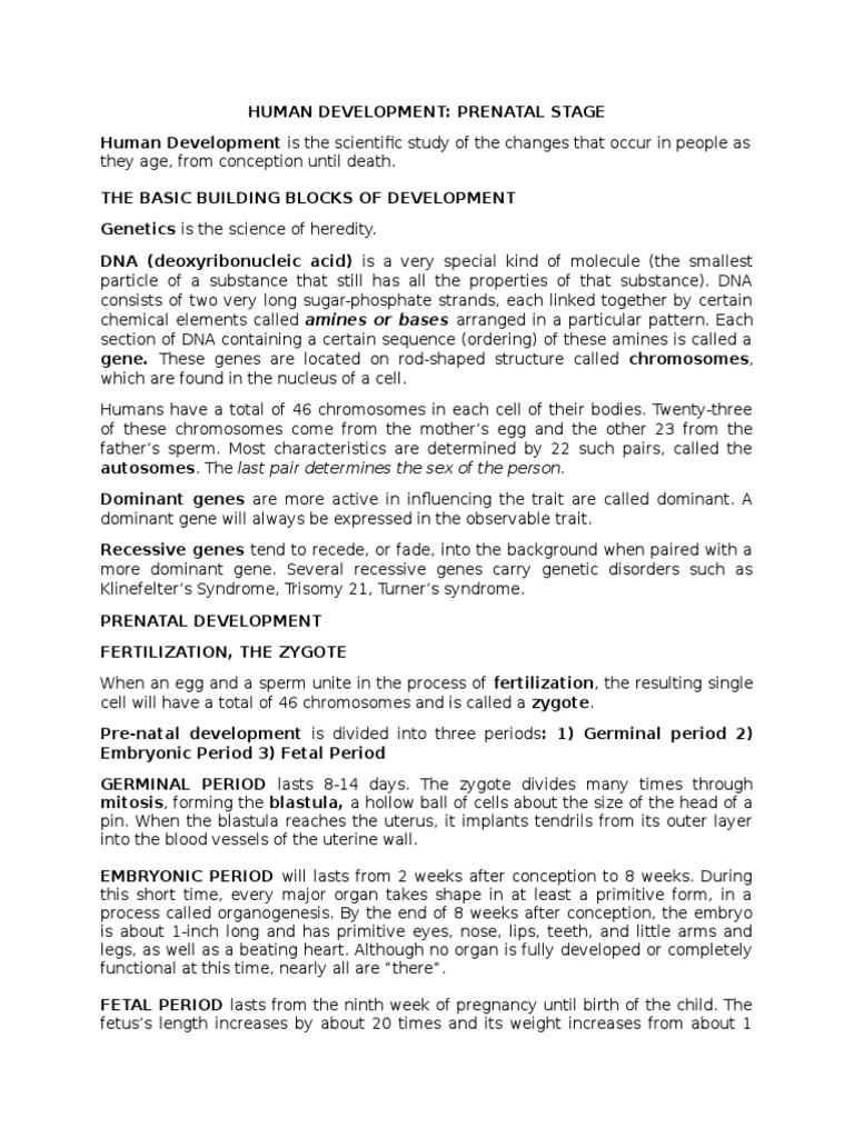 Prenatal Development Stages Explained | PDF | Gene | Fetus