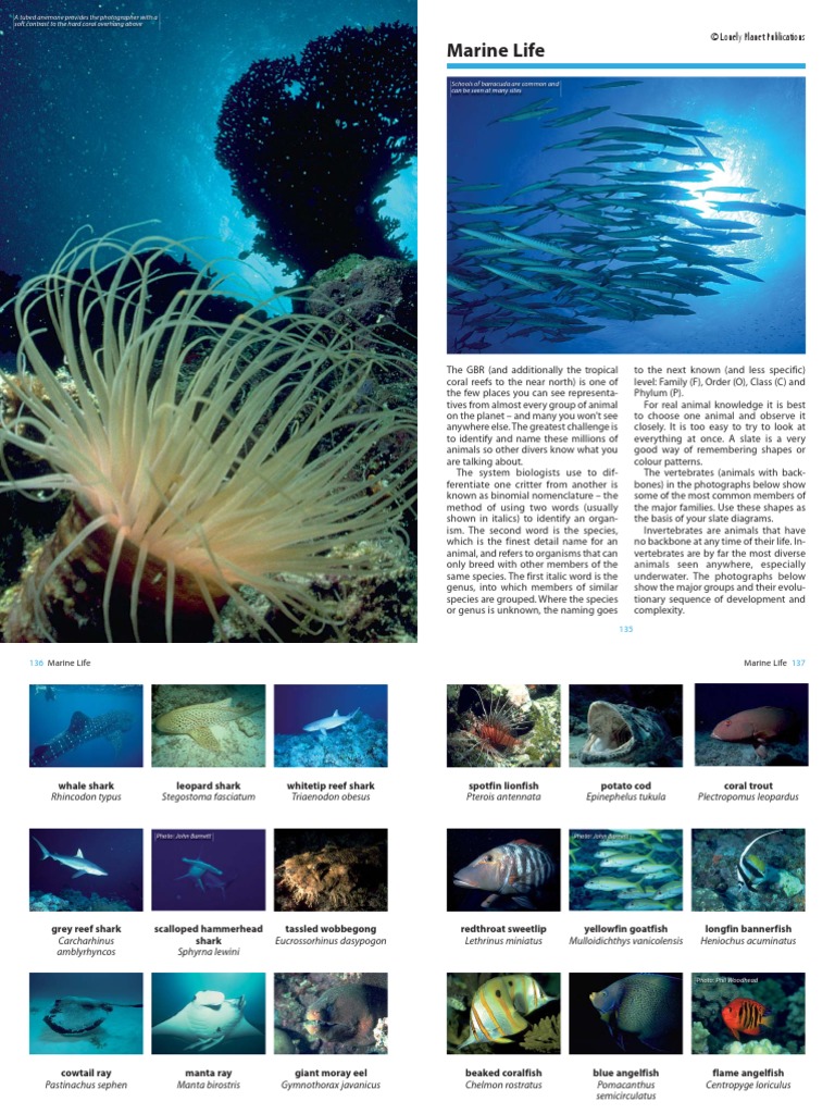 Diving GT Barrier Reef 2 Marine Life v1 m56577569830512319 | PDF ...