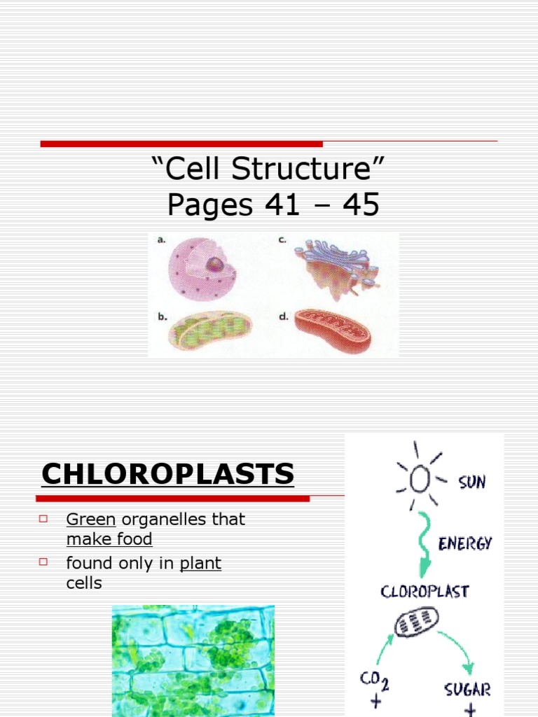 Cell Structures Lesson2 | PDF | Home & Garden | Science & Mathematics