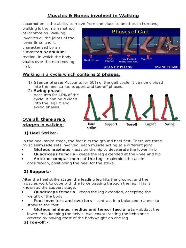 Muscles & Bones Involved in Walking | Vertebral Column | Human Leg