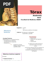 Anatomía y Fisiología de Los Labios. | PDF | Labio | Piel