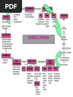 Abomasitis Micotica | PDF | Estómago | Úlcera péptica
