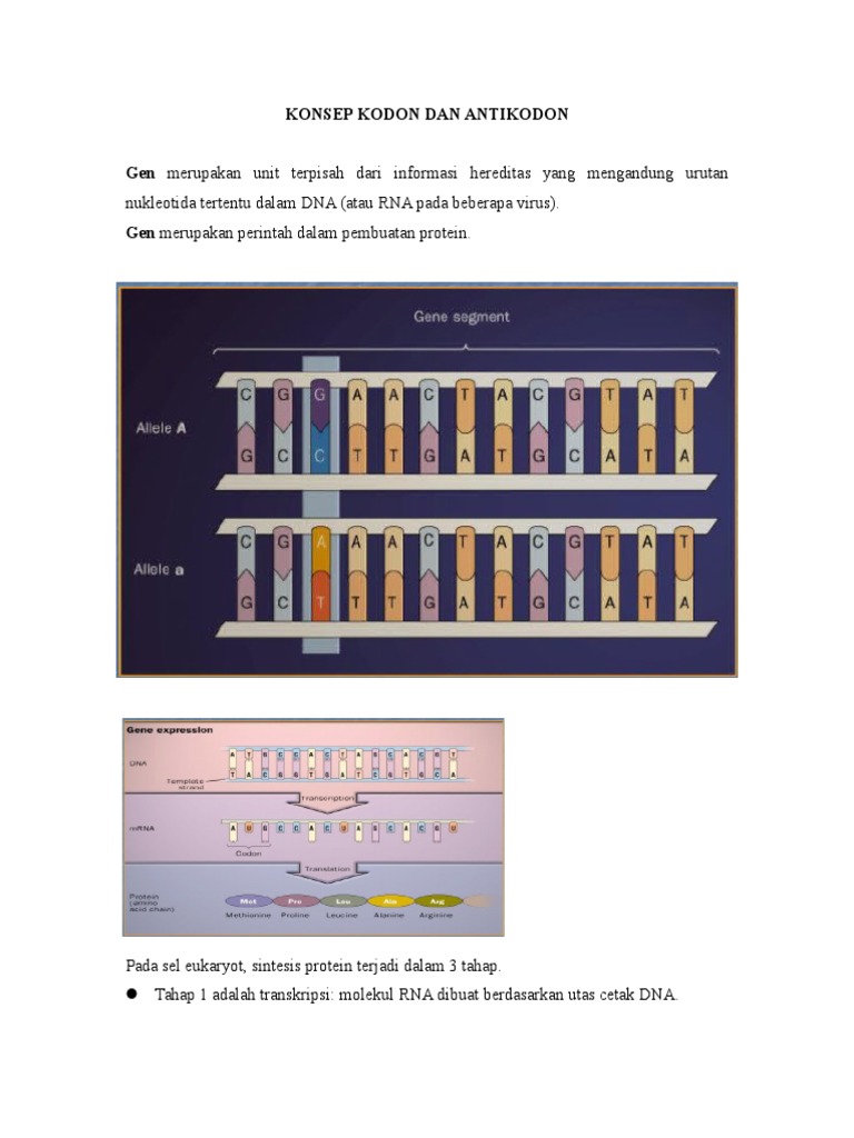 Konsep Kodon Dan Antikodon | PDF