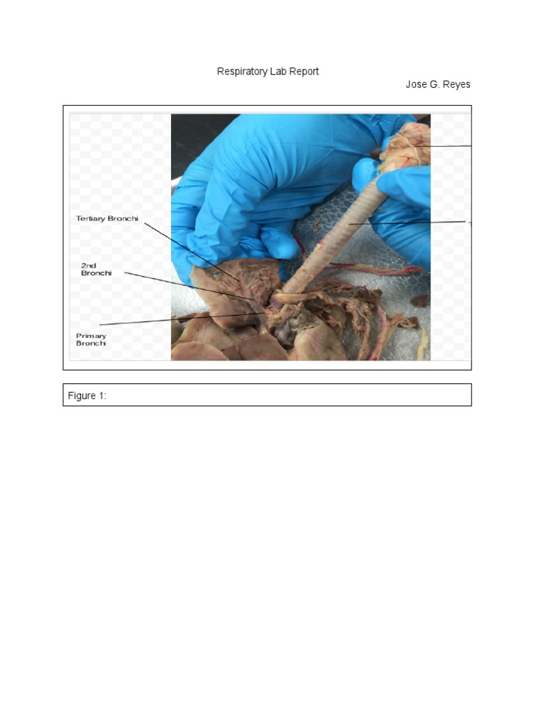 Respiratory Lab Report Jose G. Reyes | PDF