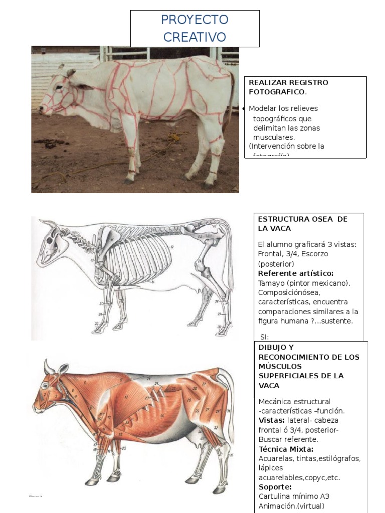 Anatomía Comparada Vaca | PDF