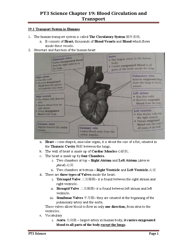 PT3 Science Chapter 19 Blood Circulation and Transport | PDF | Heart ...