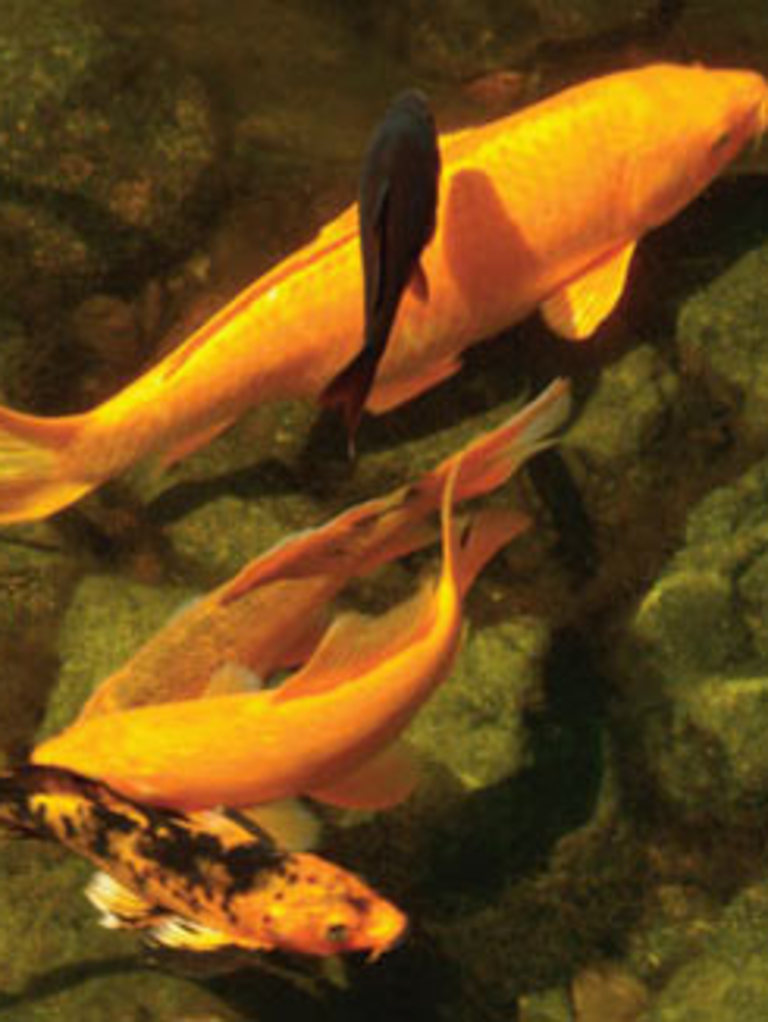 Determination of Biometric Parameters of Fish by Image Analysis | PDF ...