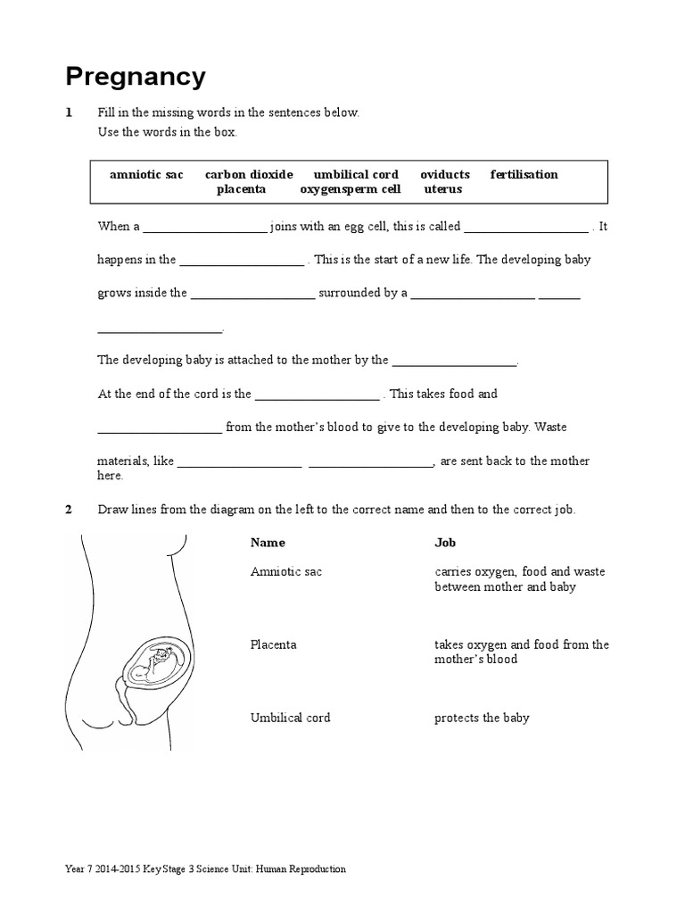 Pregnancy: Year 7 2014-2015 Key Stage 3 Science Unit: Human ...