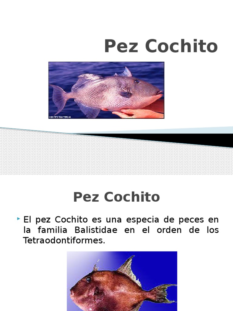 Pez Cochito Gastronomía | PDF | Cocina norteamericana | Comida y bebida