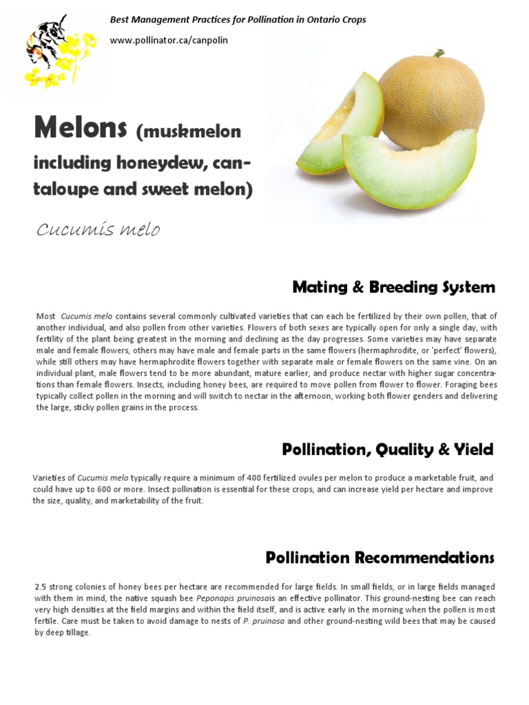 PDF Melons PDF | PDF | Flowers | Pollination