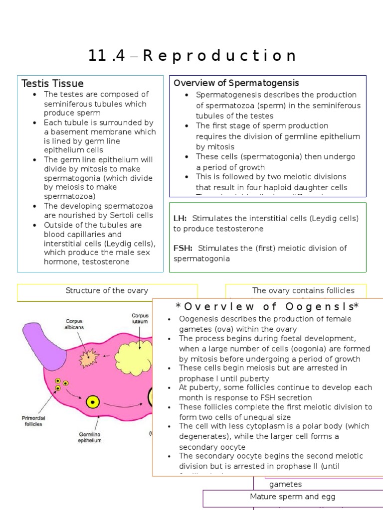 IB Biology: Reproduction Overview | PDF | Meiosis | Reproductive System