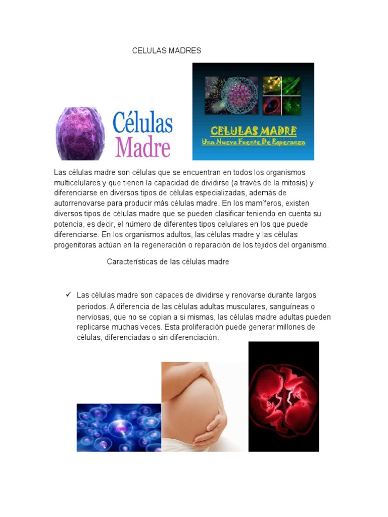 Células Madre: Tipos y Usos Terapéuticos | PDF | Célula madre ...