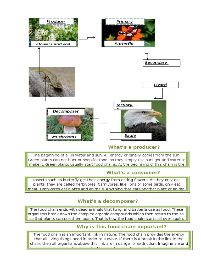 The Food Chain | PDF