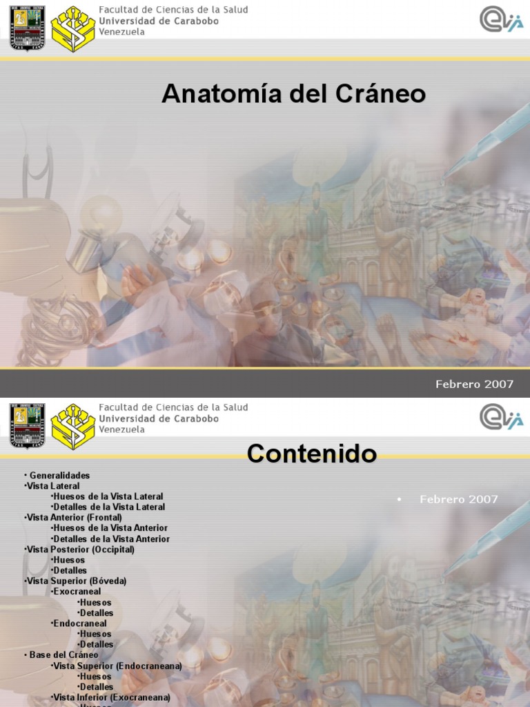 Anatomía Del Cráneo Dr. Pinzon. | PDF | Cráneo | Anatomia animal