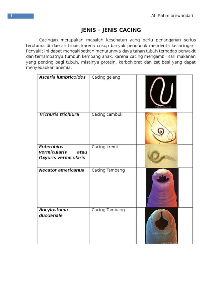 Infeksi Cacing | PDF | Kesehatan Holistik | Sains & Matematika