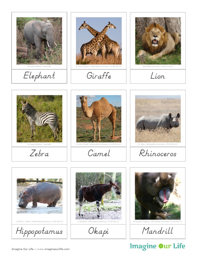 Cards Africa Animals | PDF