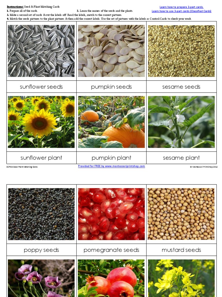 SCF-64 Seed Plant Matching Cards PDF | PDF