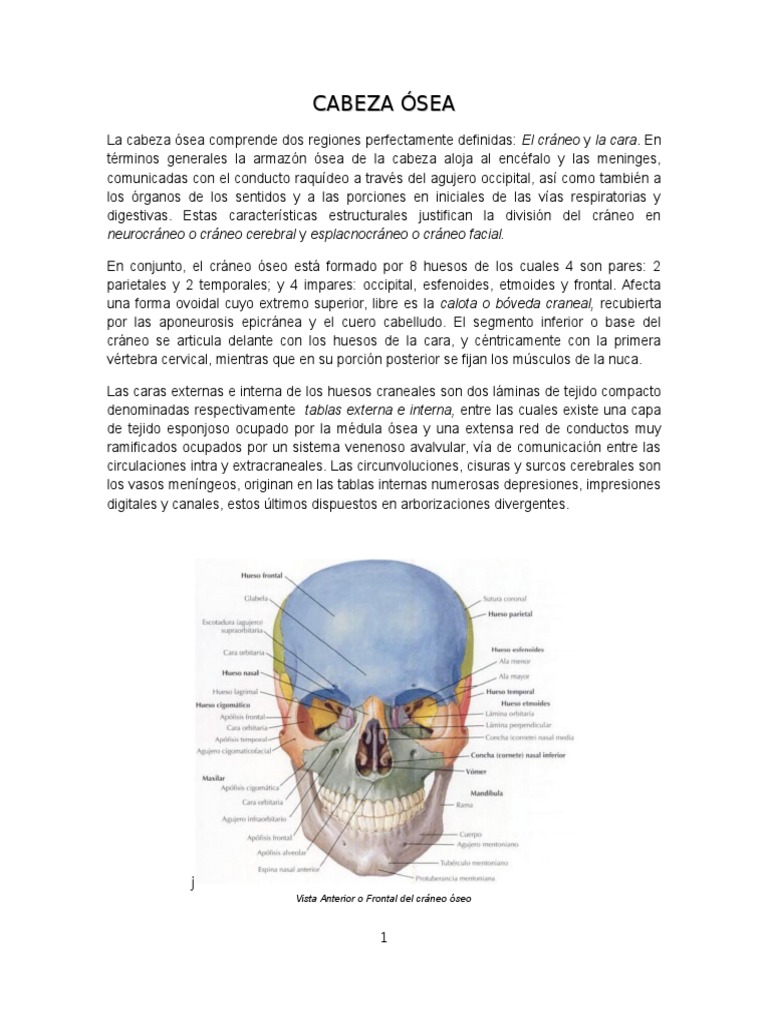 Cabeza Ósea Informe | Cráneo | Sistema esquelético