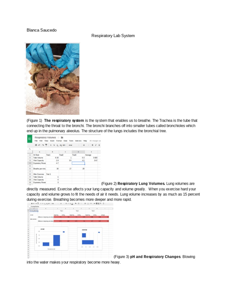 Respiratory System Insights | PDF | Science & Mathematics