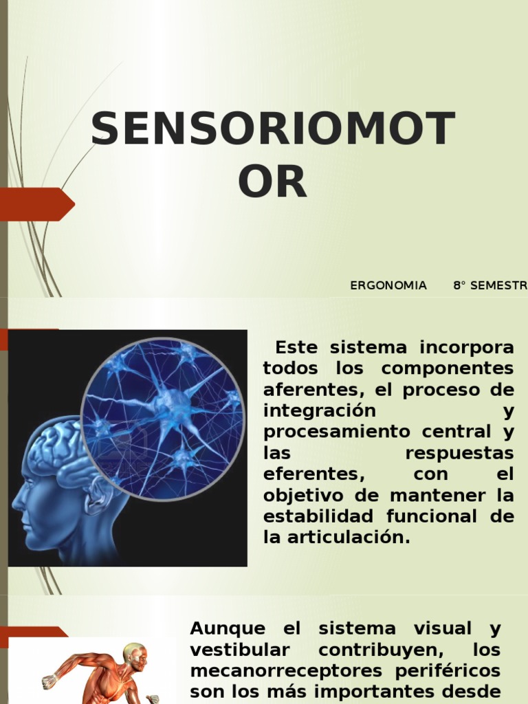 El Sistema Sensoriomotor | PDF | Percepción visual | Percepción