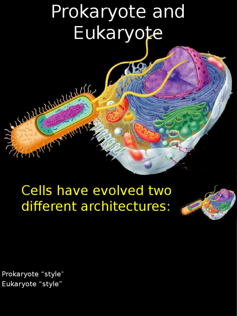 Prokaryote vs Eukaryote Cell Structures | PDF | Eukaryotes | Cell (Biology)