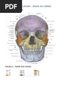 Suturas Do Crânio Resumo | PDF | Anatomia | Anatomia humana
